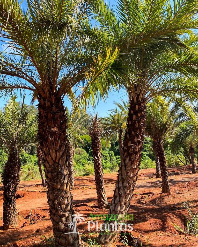 Butiá – Amazônia Plantas
